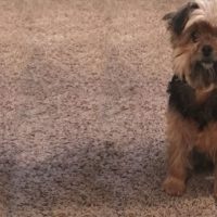 Small Dog Breeds | Information & Pictures of Best Small Dogs