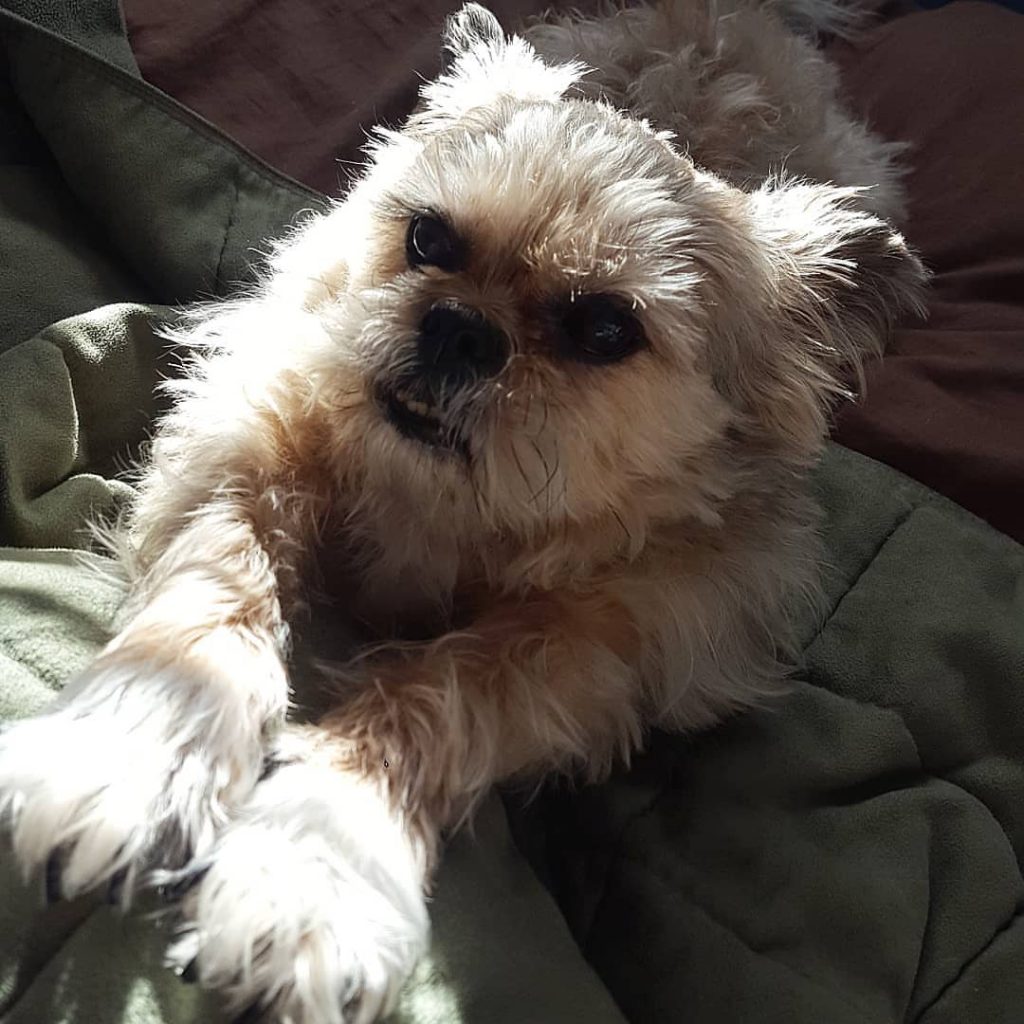 Griffonshire (Brussels Griffon X Yorkshire Terrier) | Info, Temp ...