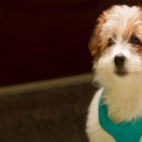 Dog Breeds That Start with J | Facts, Information & Pictures