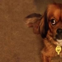 Dog Breeds That Start with T | Facts, Information & Pictures