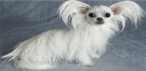 Miki Dog Breed - Info, Facts, Temperament, Diet, Puppies, Pictures