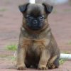 Brug (Brussels Griffon Pug Mix) Dog Breed Info, Temp, Puppies & Pictures