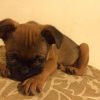 Brug (Brussels Griffon Pug Mix) Dog Breed Info, Temp, Puppies & Pictures