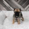 Brug (Brussels Griffon Pug Mix) Dog Breed Info, Temp, Puppies & Pictures