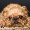 Brug (Brussels Griffon Pug Mix) Dog Breed Info, Temp, Puppies & Pictures
