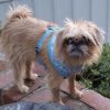 Brug (Brussels Griffon Pug Mix) Dog Breed Info, Temp, Puppies & Pictures