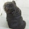 Brug (Brussels Griffon Pug Mix) Dog Breed Info, Temp, Puppies & Pictures