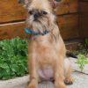 Brug (Brussels Griffon Pug Mix) Dog Breed Info, Temp, Puppies & Pictures