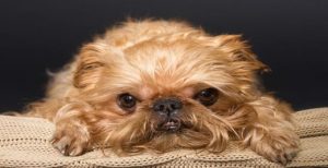 Brug (Brussels Griffon Pug Mix) Dog Breed Info, Temp, Puppies & Pictures