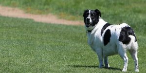 Borgi (Border Collie Corgi Mix) - Info, Temp, Puppies, Pics | DogBreeds10