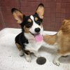 Borgi (Border Collie Corgi Mix) - Info, Temp, Puppies, Pics | DogBreeds10