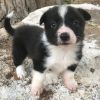 Borgi (Border Collie Corgi Mix) - Info, Temp, Puppies, Pics | DogBreeds10