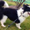 Borgi (Border Collie Corgi Mix) - Info, Temp, Puppies, Pics | DogBreeds10