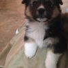Borgi (Border Collie Corgi Mix) - Info, Temp, Puppies, Pics | DogBreeds10